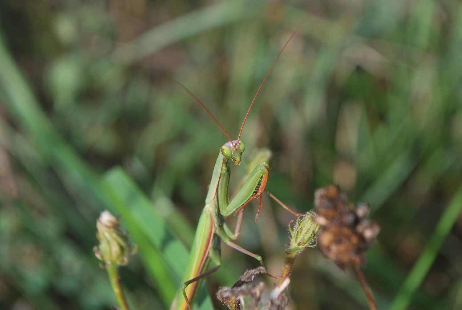 What do insects do in winter? - A Rocha France
